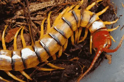 Como acabar com lacraias: dicas práticas e eficazes